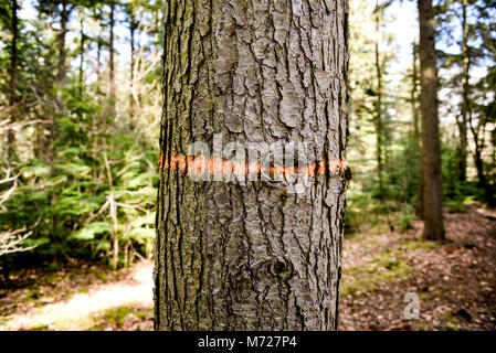 Forestry marking - Natural Woodland Environment. Bernwood Forest. UK ...