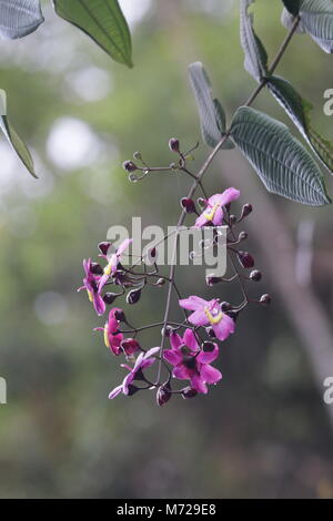 Tropical plant of Ecuador Stock Photo - Alamy