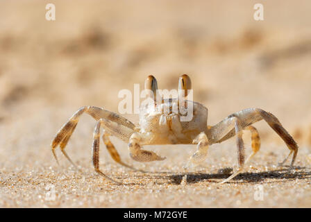 Tufted ghost crab (Ocypode cursor) on sand. Ghost crabs live on sandy ...