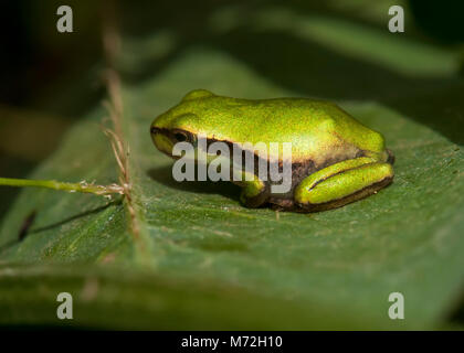Middle East tree frog, (Hyla savignyi), on a leaf in a pond ...