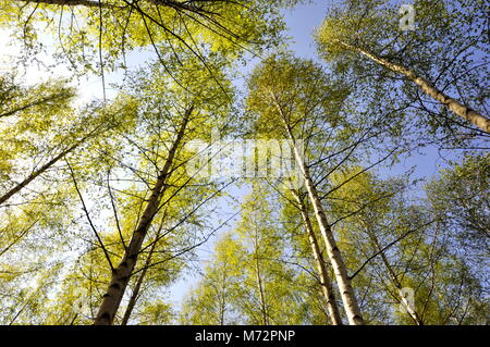 Canopy of birch forest in the White Mountain National Forest of New ...