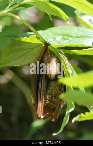 Eastern Red Bat - Lasiurus borealis Stock Photo - Alamy