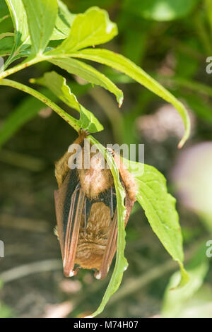 Eastern Red Bat - Lasiurus borealis Stock Photo - Alamy