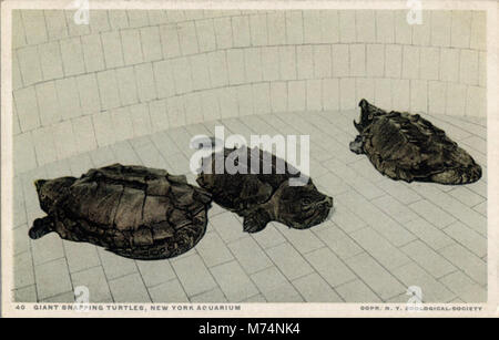 Giant Snapping Turtles, New York Aquarium, Corp NY Zoological Society ...