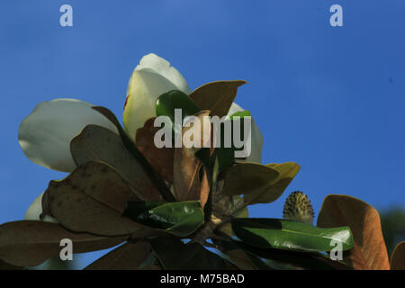Louisiana State Flower: Magnolia Stock Photo - Alamy