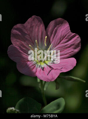 rose evening primrose (Oenothera rosea), Plantae, 中国贵州省黔南布依族苗族自治州龙里县 ...