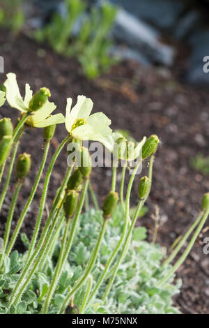 Arctic poppy, Papaver radicatum, flowering, Disko Bay, West Greenland ...