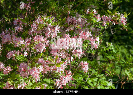 White flowers of the fragrant deciduous azalea, Rhododendron 'Snowbird ...
