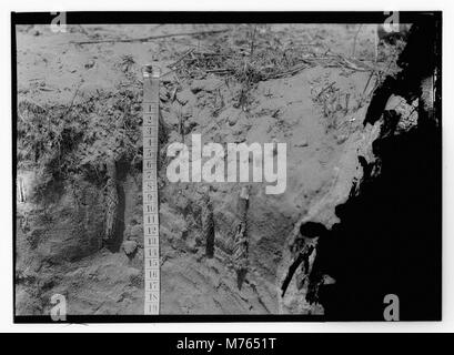 This close-up image shows locust eggs, which are laid by adult locusts ...