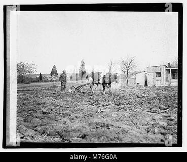 A photograph of an ox pulling a plow, showcasing agricultural practices ...