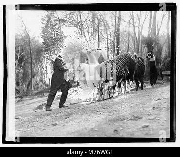 This photograph shows Senator Reed Smoot, a prominent political figure ...