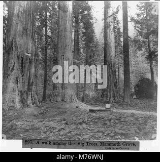 The Mammoth Grove in Calaveras County, California, is famous for its ...