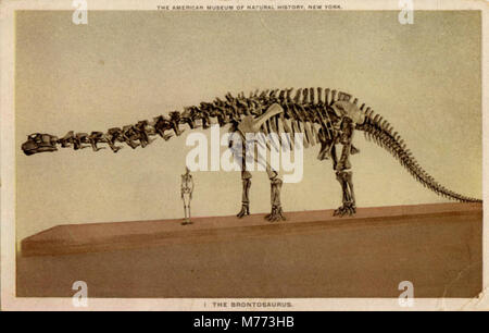 The American Museum of Natural History, 1, The Brontosaurus Stock Photo ...