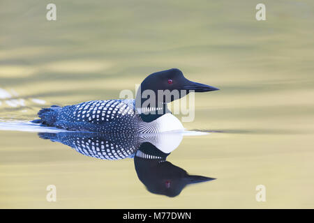 Common Loon closeup with colorfull water rippels at sunset Stock Photo ...