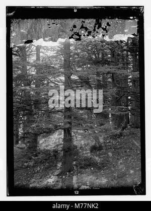 The Cedars and Robinson family image captures a historical moment ...