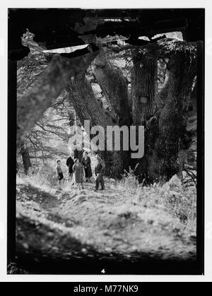 This photograph captures the Cedars and Robinson family, possibly ...