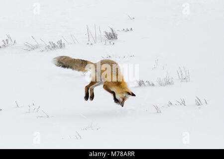Hunting fox, Hayden Valley Stock Photo - Alamy
