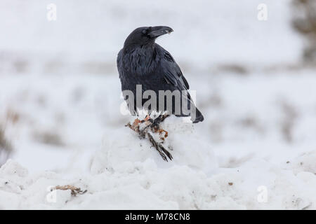 Raven Scavenging a Sharp-shinned Hawk carcass Stock Photo - Alamy