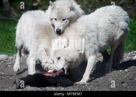 Arctic wolves eating raw meat in their habitat Stock Photo - Alamy