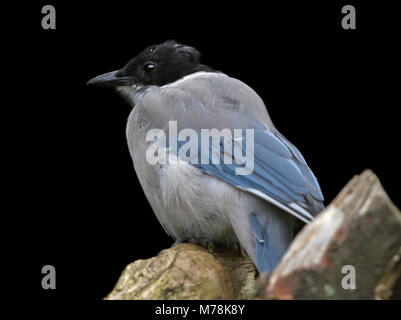 Blue azure-winged magpie (Cyanopica cyana) six eggs in nest Stock Photo ...
