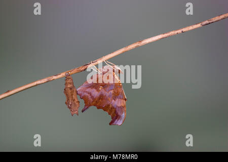 Question Mark (Polygonia interrogationis) newly emerged from chrysalis ...