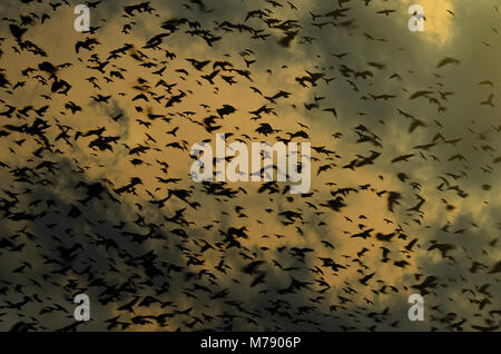 silhouettes of crows on dramatic sky background with clouds. A flock ...