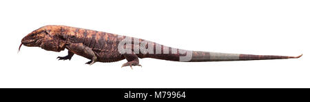 Argentine giant Red Tegu lizard (Tupinambis rufescens, Salvator ...