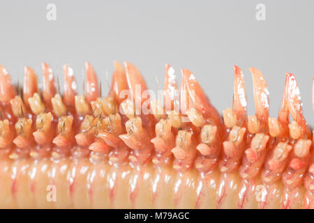 The parapodia and chaetae of a King ragworm, Attila virens which are ...