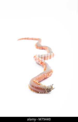 King ragworm Attila virens, Dorset UK. The king ragworm is a popular ...