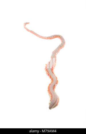 King ragworm Attila virens, Dorset UK. The king ragworm is a popular ...