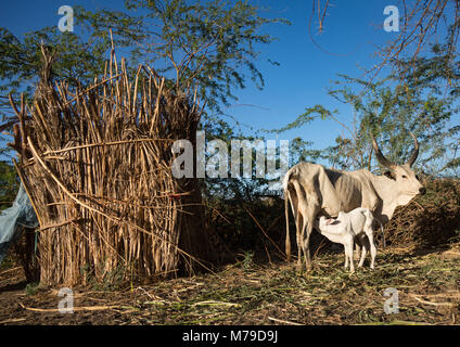 Cows and farmer in an afar tribe farm, Afar region, Afambo, Ethiopia ...