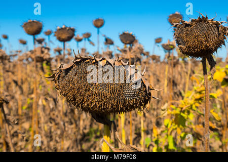 sunflower field in Maramures, Romania Stock Photo - Alamy