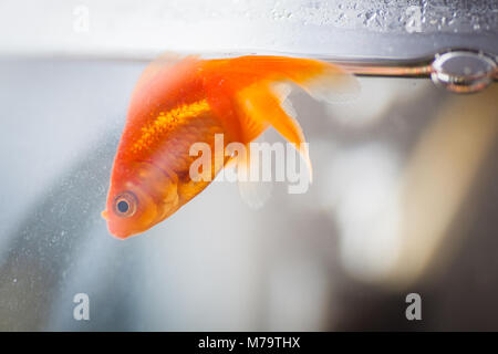 Dead goldfish floating in a fishbowl Stock Photo: 22222977 - Alamy