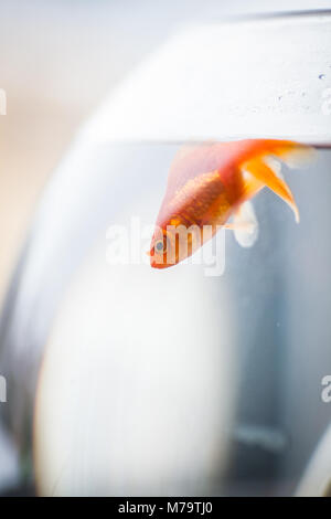 Dead goldfish floating in a fishbowl Stock Photo: 22222977 - Alamy