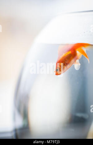 Dead goldfish floating in a fishbowl Stock Photo: 22222977 - Alamy
