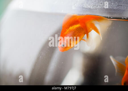 Dead goldfish floating in a fishbowl Stock Photo: 22222977 - Alamy