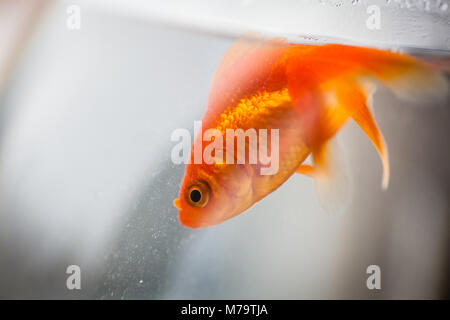 Dead goldfish floating in a fishbowl Stock Photo: 22222977 - Alamy