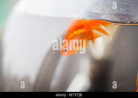 Dead goldfish floating in a fishbowl Stock Photo: 22222977 - Alamy