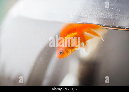 Dead goldfish floating in a fishbowl Stock Photo: 22222977 - Alamy
