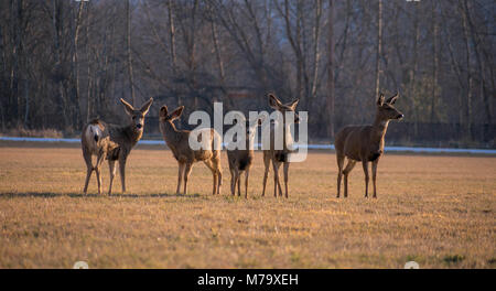 mule deer family Stock Photo - Alamy