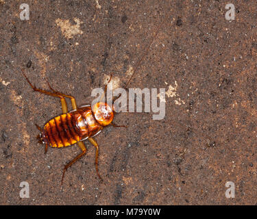 Cockroaches on a cave wall, Malaysian Borneo Stock Photo - Alamy