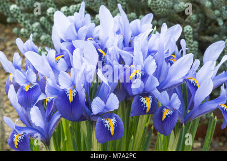 Iris reticulata "Joyce", Iris reticulata Garden Spring Flowers Stock ...