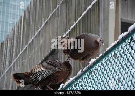 Turkeys on a fence during a snowstorm in downtown Boston, Massachusetts ...
