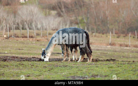 Breeding of alpacas in Tuscany for the production of wool Stock Photo ...