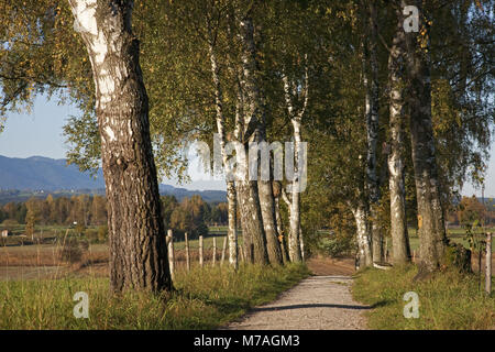 Avenue of birches in Uffing in the Staffelsee, Upper Bavaria, Bavaria ...