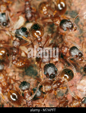 European fire ant (Myrmica rubra Stock Photo - Alamy