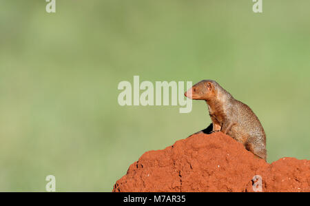 Dwarf Mongoose on a Termite Mound in Mala Mala, South Africa Stock ...