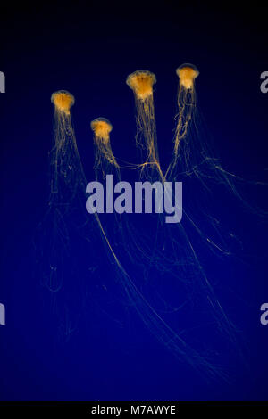 Close-up of a Jelly fish (Chironex fleckeri) in an aquarium, Monterey ...