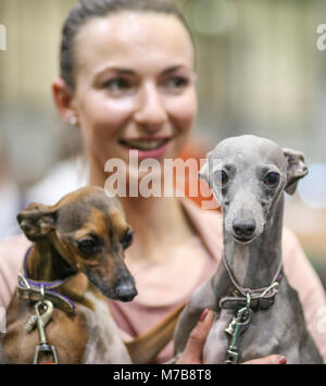 An Italian Greyhound at the Crufts Dog Show at the National Exhibition ...