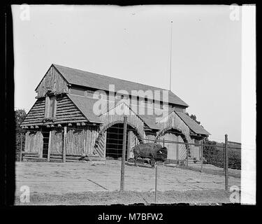 American bison in zoo enclosure. Wild animal Stock Photo - Alamy